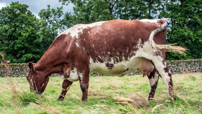 13 Best Beef Cows for Beginners - Selecting the Right Breed for Your ...
