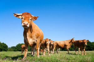 13 Best Beef Cows for Beginners - Selecting the Right Breed for Your ...