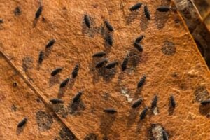 15 Tiny Black Bugs That Look Like Poppy Seeds | Ticks, Aphids, Snow ...