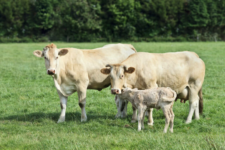 13 Best Beef Cows for Beginners - Selecting the Right Breed for Your ...