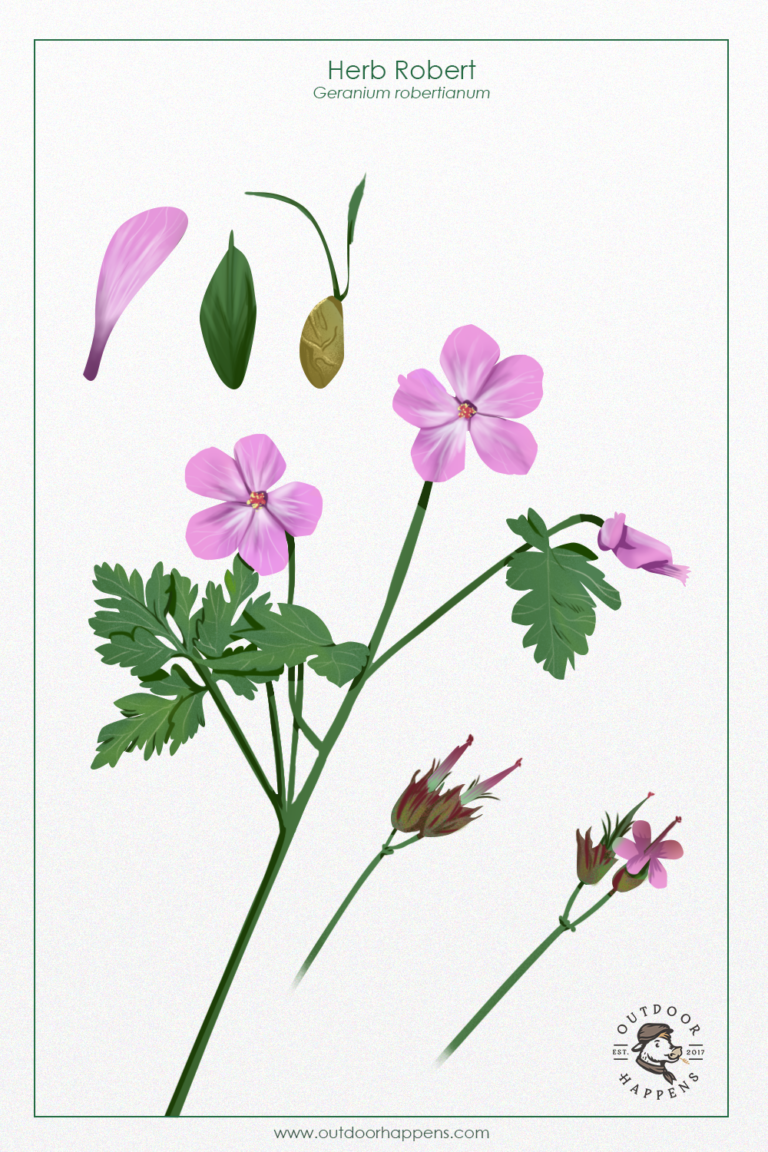 13 Common Weeds With Pink Flowers You Might Find In Your Garden ...