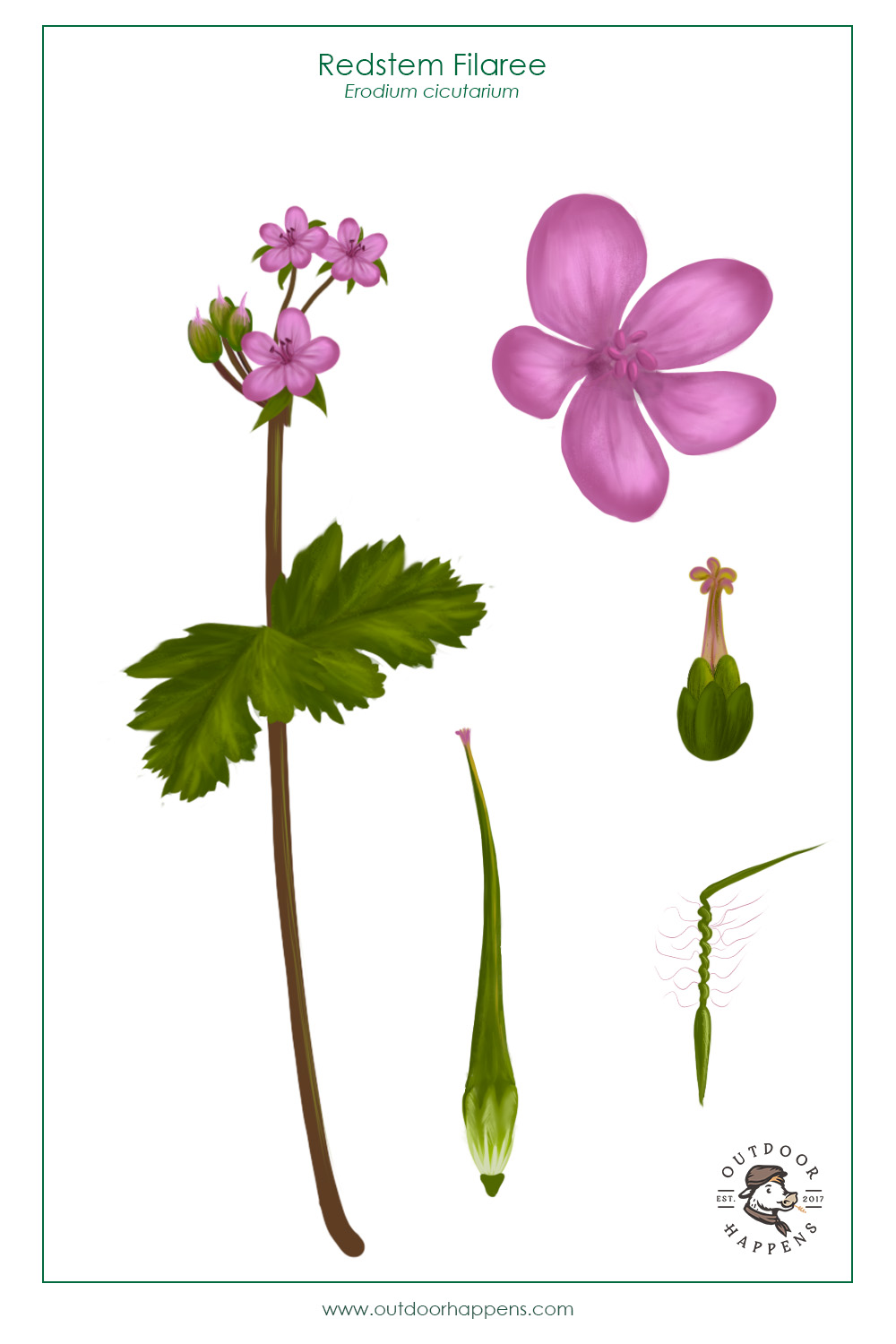 13 Common Weeds With Pink Flowers You Might Find In Your Garden ...