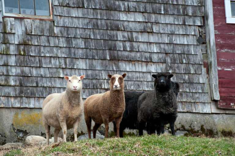 Top 11 Miniature and Small Sheep Breeds for Small Farms and Homesteads ...