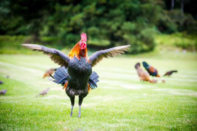 Can Chickens Fly? What About Roosters or Wild Chickens? - Outdoor ...
