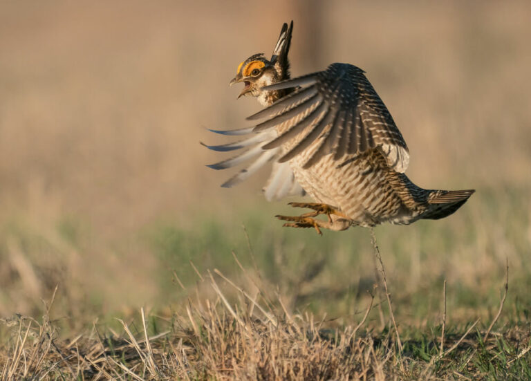 Can Chickens Fly? What About Roosters or Wild Chickens? - Outdoor ...