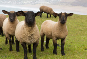 7 Best Meat Sheep Breeds for Your Homestead | Delicious Lamb and Mutton ...