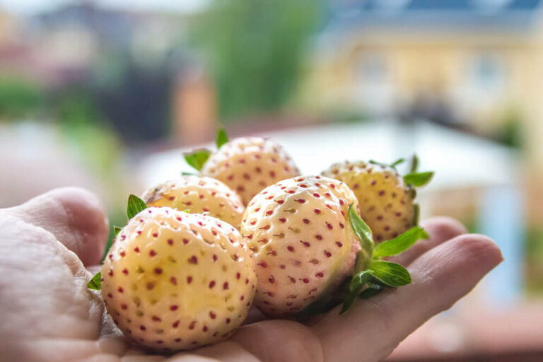 How to Grow Pineberries for an Abundant and Tasty Fruit Harvest ...