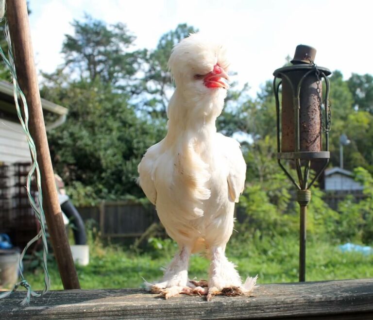Our Big List of Solid White Chicken Breeds | Leghorns, Sultans, and ...