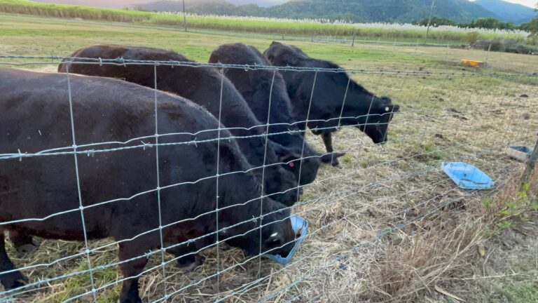 The Ultimate Guide to Lowline Mini Angus Cattle! [Size, Cost, and Pros ...