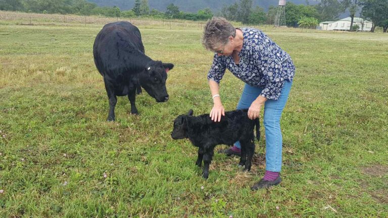 The Ultimate Guide to Lowline Mini Angus Cattle! [Size, Cost, and Pros ...