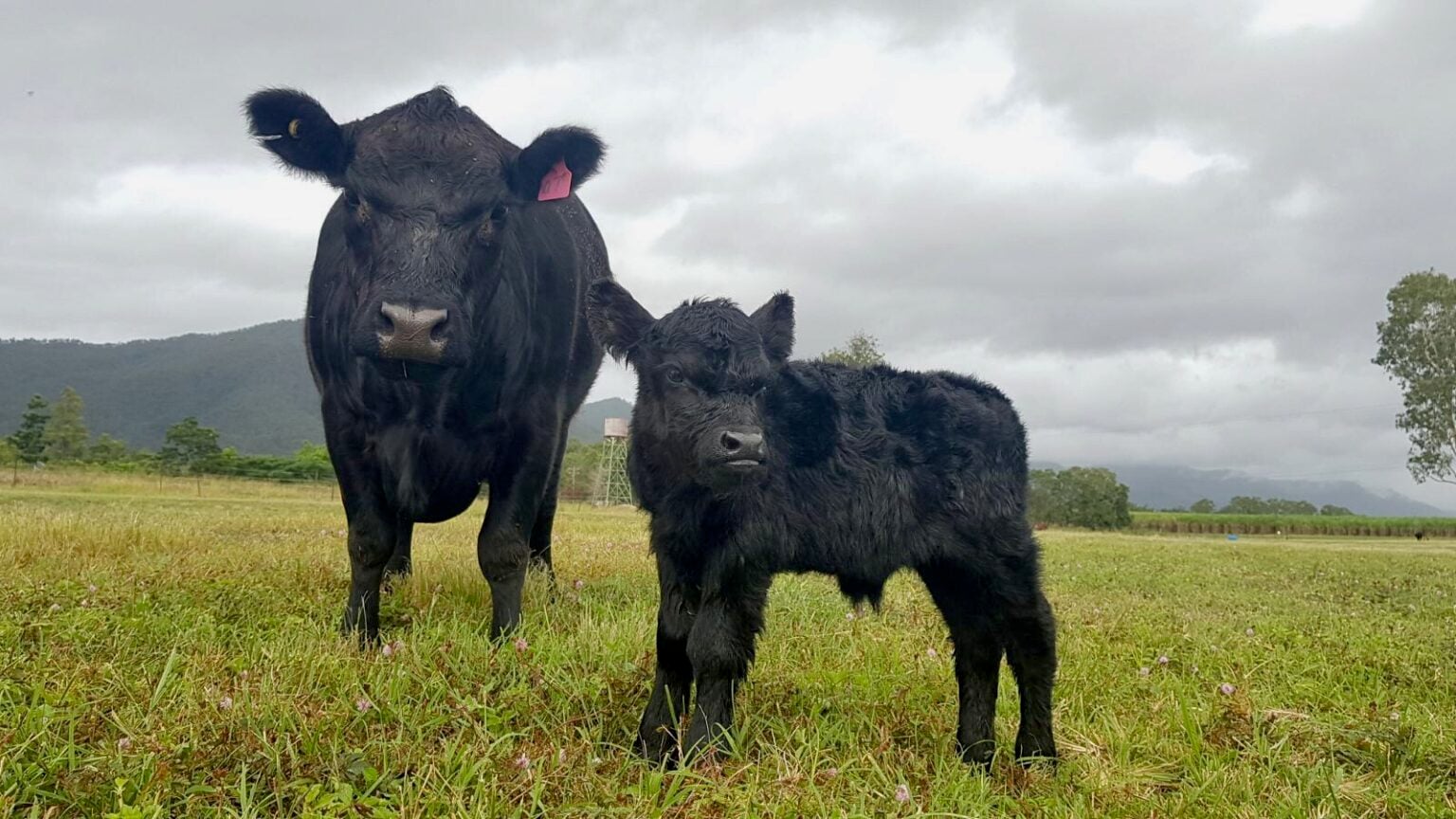 The Ultimate Guide to Lowline Mini Angus Cattle! [Size, Cost, and Pros ...
