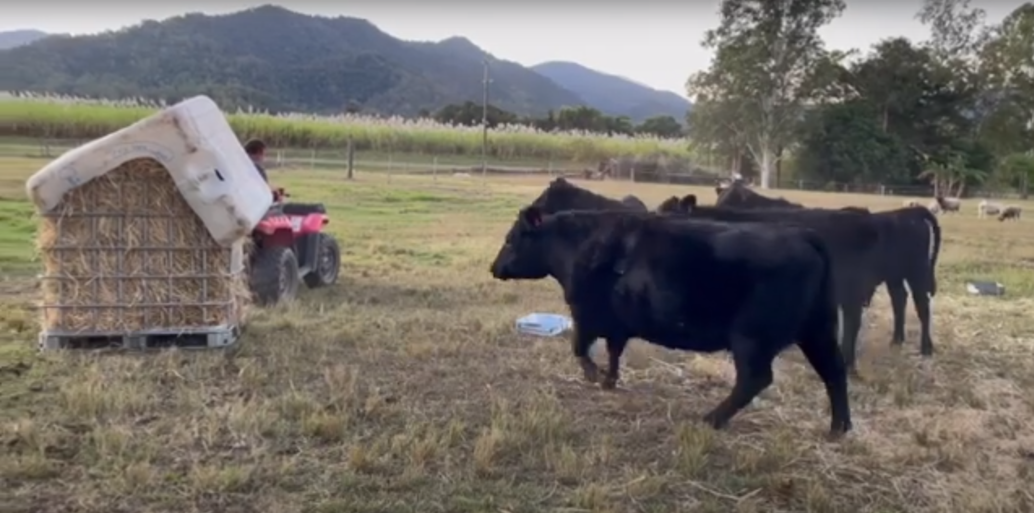 How to Build a DIY Hay Feeder for Cattle for Under $60 - Outdoor ...