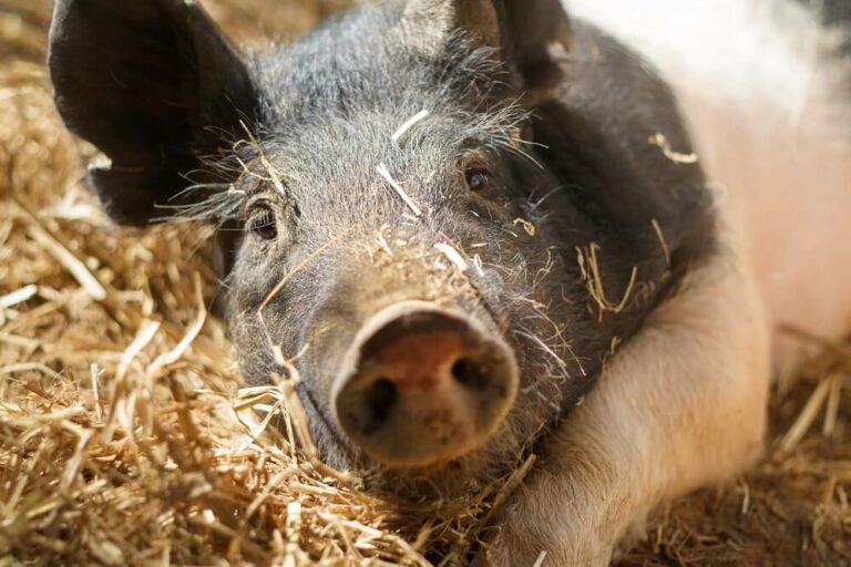 Best Tasting Pig Breeds for Mouth-Watering Bacon, Pork, and Ham ...
