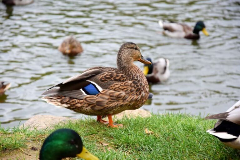 How Long Do Ducks Live? | Wild Ducks vs. Domestic Duck Lifespans ...