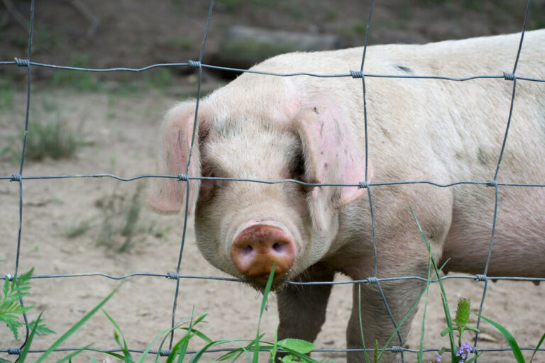 Best Tasting Pig Breeds for Mouth-Watering Bacon, Pork, and Ham ...