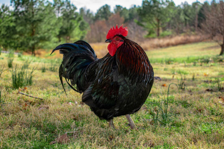 Top 15 Types of Roosters for Your Hens, Coop, and Farm - Outdoor ...