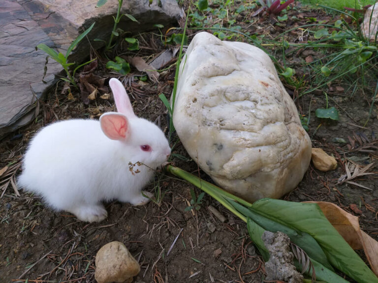 10 Best Meat Rabbit Breeds for Homesteads (Fast-Growing Picks ...
