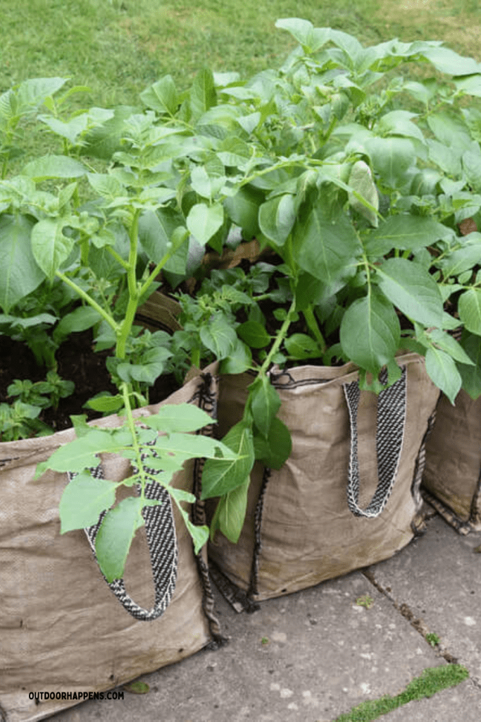 How to Grow Potatoes In a Bucket - The Ultimate Guide! - Outdoor ...