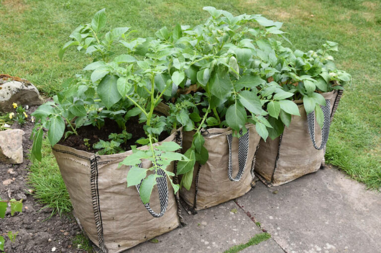 How to Grow Potatoes In a Bucket - The Ultimate Guide! - Outdoor ...