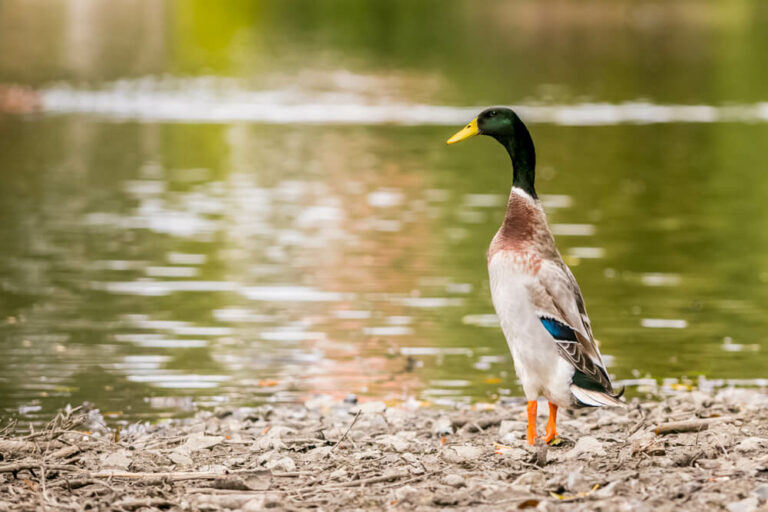 How Long Do Ducks Live? | Wild Ducks vs. Domestic Duck Lifespans ...