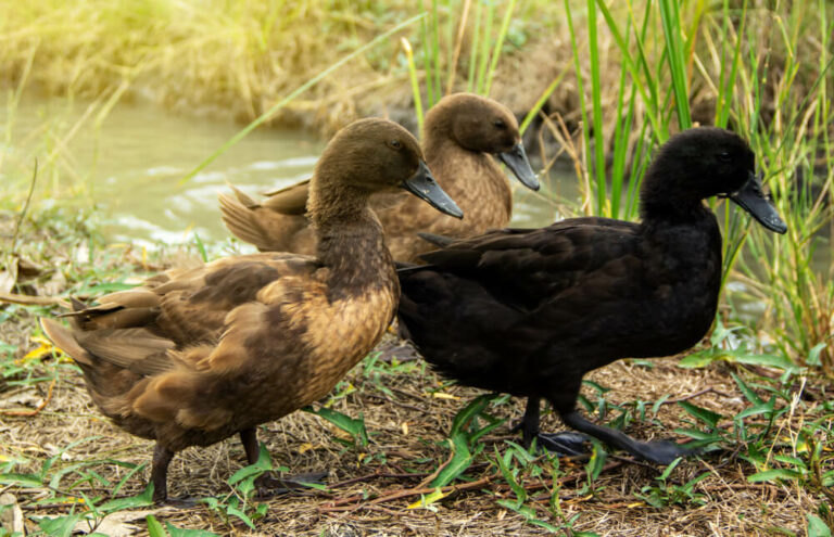 How Long Do Ducks Live? | Wild Ducks vs. Domestic Duck Lifespans ...