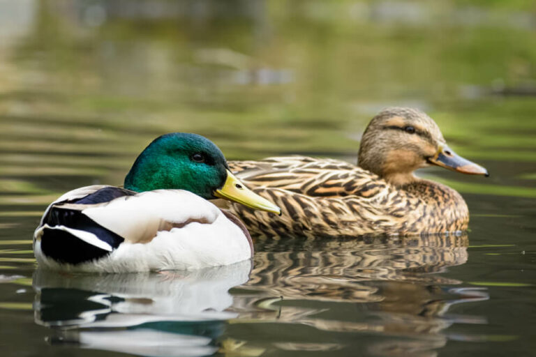How Long Do Ducks Live? | Wild Ducks vs. Domestic Duck Lifespans ...