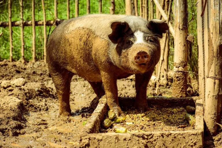 Best Tasting Pig Breeds for Mouth-Watering Bacon, Pork, and Ham ...