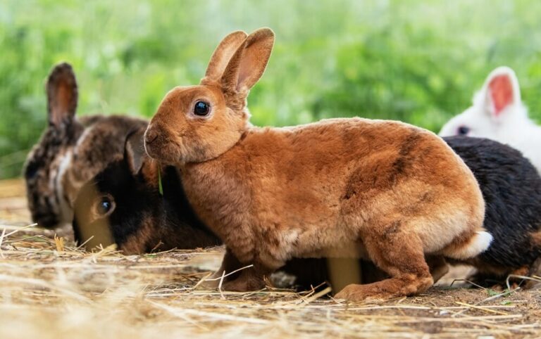 10 Best Meat Rabbit Breeds For Homesteads Fast Growing Picks 10 Best Meat Rabbit Breeds For Homesteads Fast Growing Picks