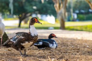 How Long Do Ducks Live? | Wild Ducks vs. Domestic Duck Lifespans ...