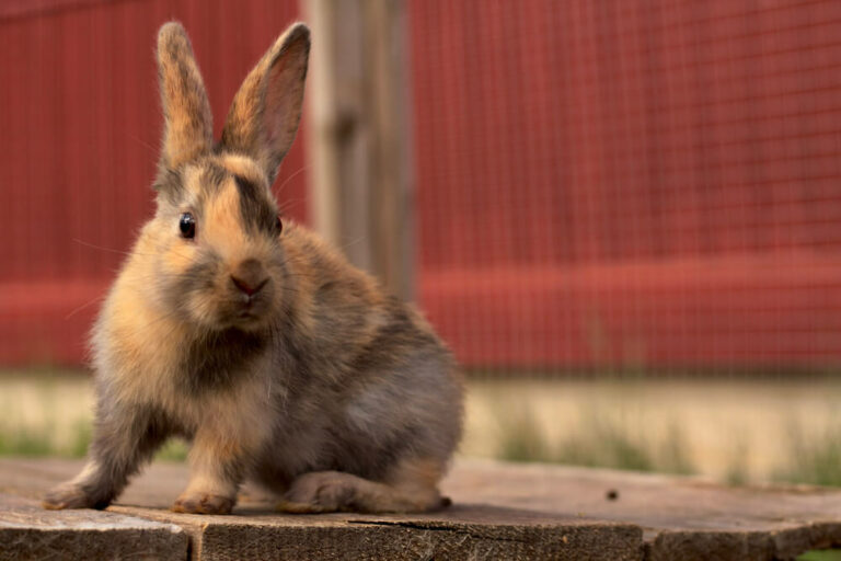 10 Best Meat Rabbit Breeds for Homesteads (Fast-Growing Picks ...
