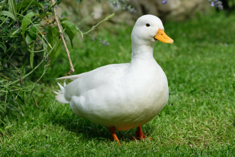 How Long Do Ducks Live? | Wild Ducks vs. Domestic Duck Lifespans ...