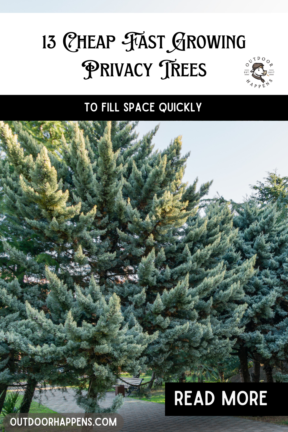 13 Cheap Fast Growing Privacy Trees To Fill Space Quickly - Outdoor ...