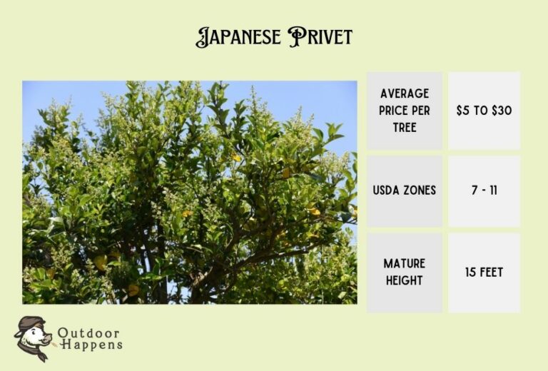 13 Cheap Fast Growing Privacy Trees To Fill Space Quickly - Outdoor ...