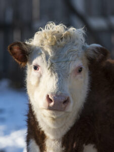 13 Cutest Cow Breeds - Adorable, Cuddly, and Fluffy Bovines - Outdoor ...