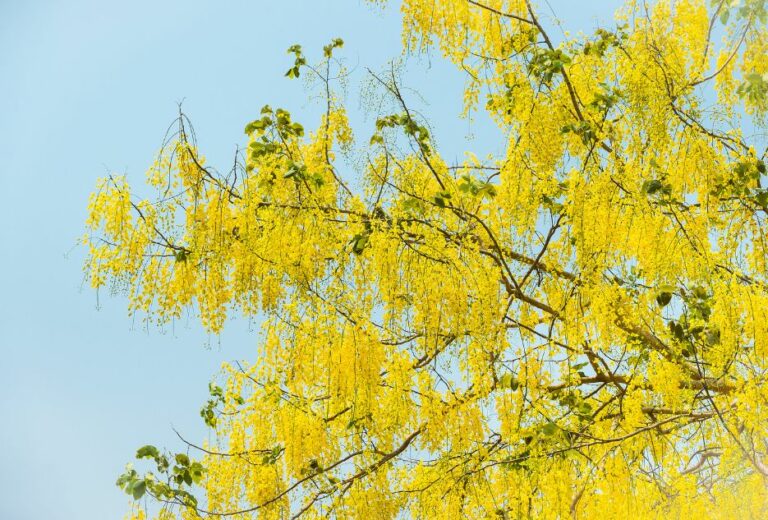 This Year's 14 Best Trees With Yellow Flowers - Hello Sunshine ...