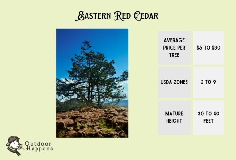 13 Cheap Fast Growing Privacy Trees To Fill Space Quickly - Outdoor ...