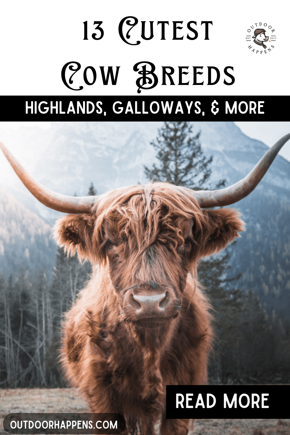 13 Cutest Cow Breeds - Adorable, Cuddly, and Fluffy Bovines - Outdoor ...