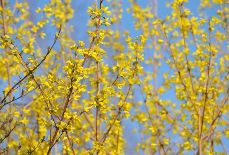 This Year's 14 Best Trees With Yellow Flowers - Hello Sunshine ...