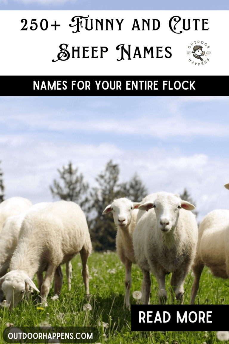 250+ Funny and Cute Sheep Names for Every Member of Your Flock ...