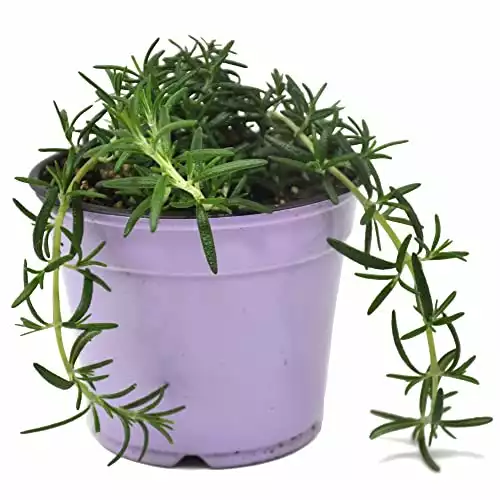 11 Stunning Cascading Plants for Retaining Walls and Hanging Baskets