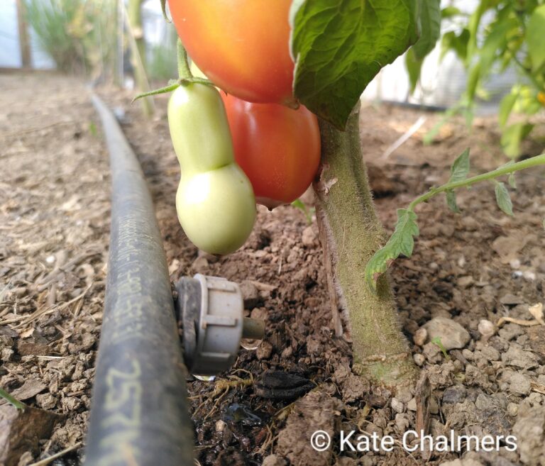 Drip Irrigation for Vegetable Gardens - The Ultimate Way to Grow ...