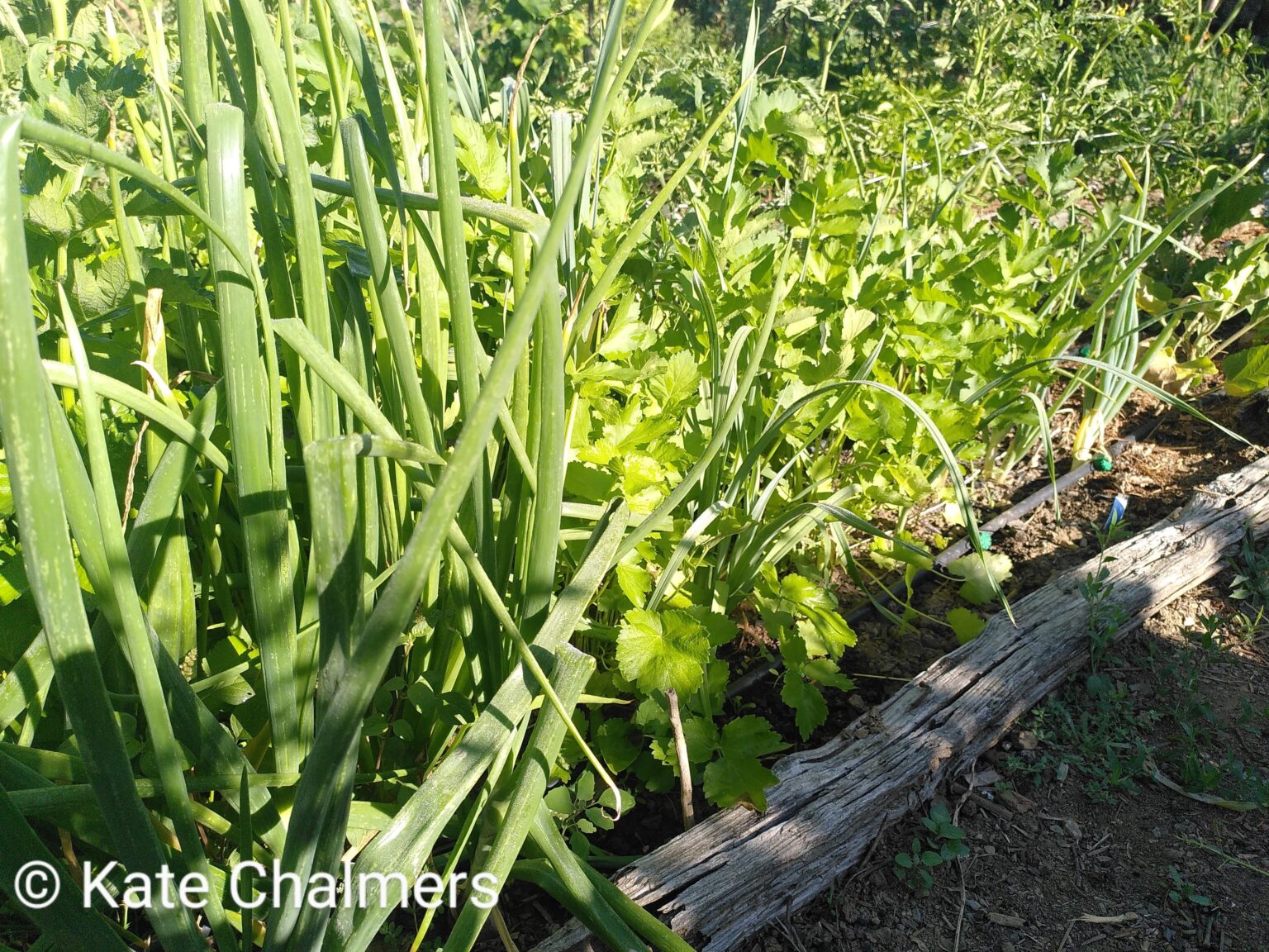 Drip Irrigation for Vegetable Gardens - The Ultimate Way to Grow ...