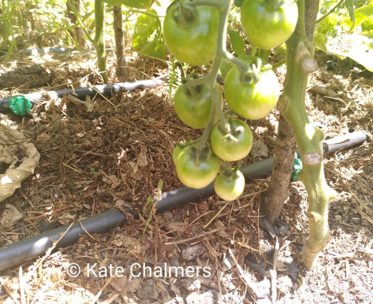 How to Install Drip Irrigation for Raised Beds In 5 Easy Steps ...