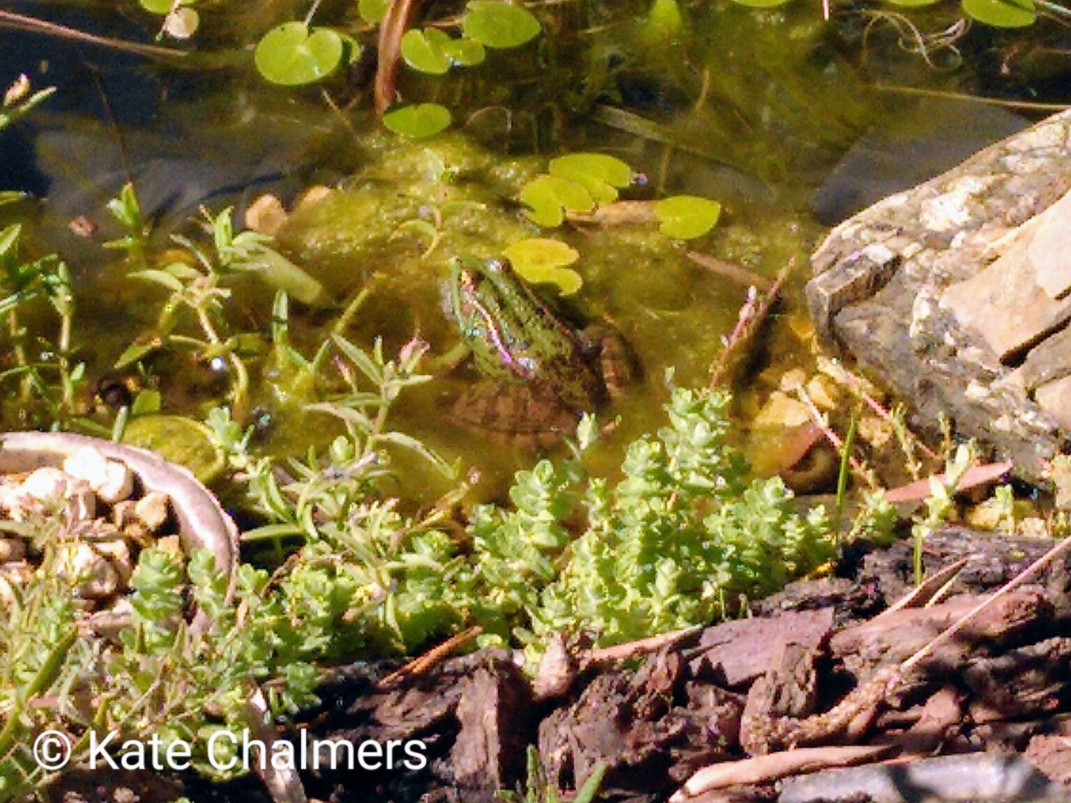 How to Build a Small Wildlife Pond: Our Real-Life Experience! - Outdoor ...