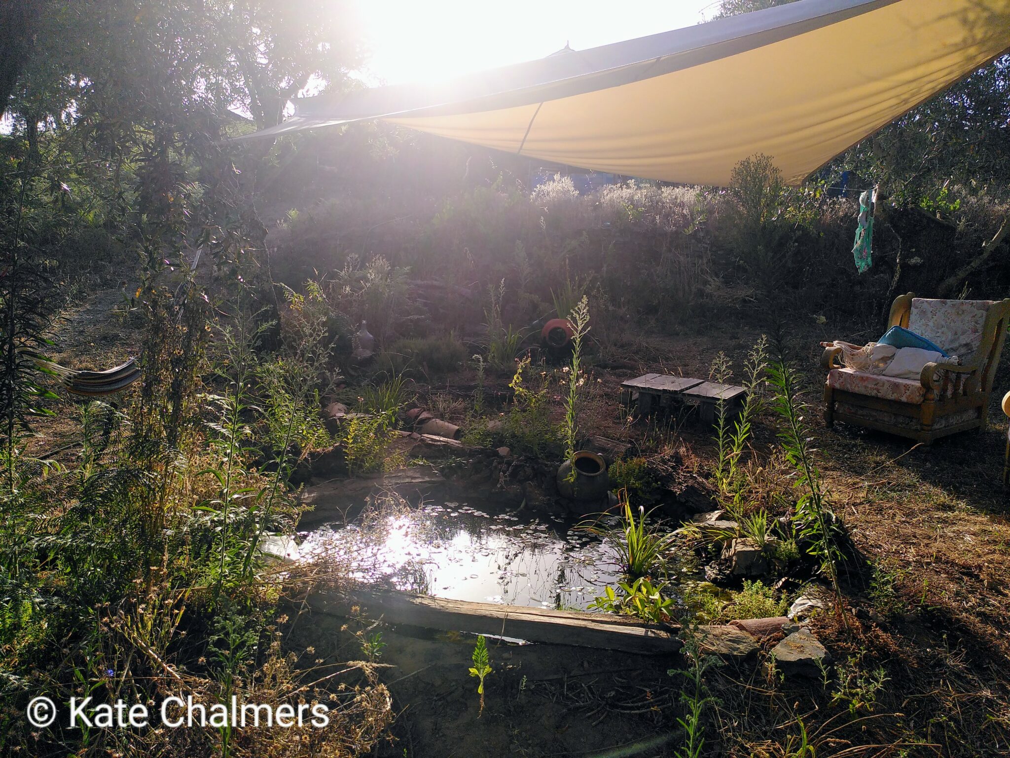 How to Build a Small Wildlife Pond: Our Real-Life Experience! - Outdoor ...