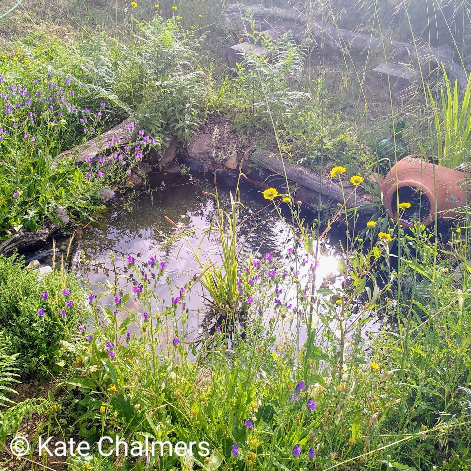 How to Build a Small Wildlife Pond: Our Real-Life Experience! - Outdoor ...