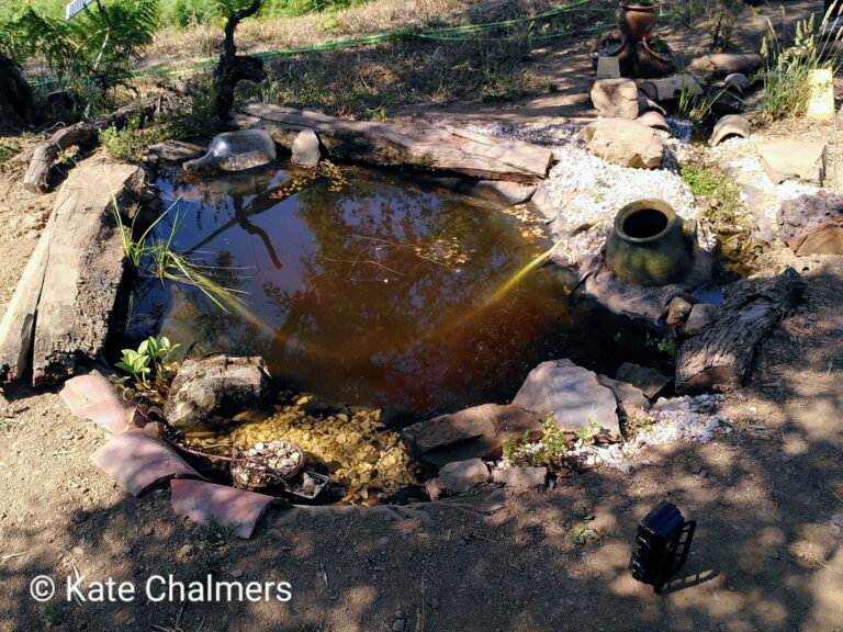 How to Build a Small Wildlife Pond: Our Real-Life Experience! - Outdoor ...