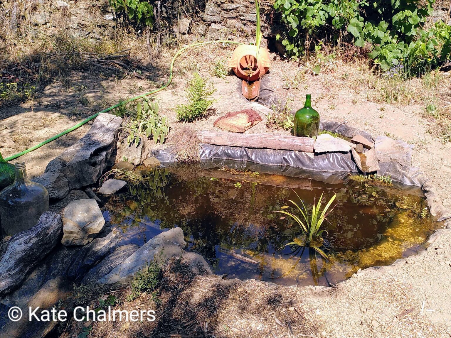 How to Build a Small Wildlife Pond: Our Real-Life Experience! - Outdoor ...