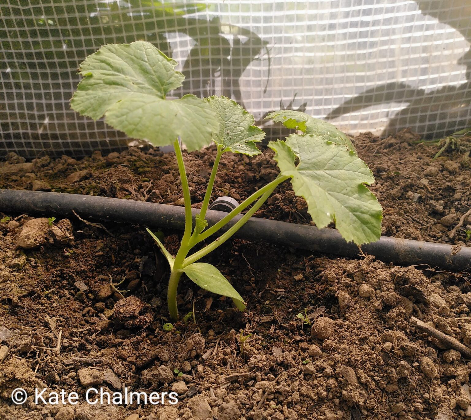 Drip Irrigation for Vegetable Gardens - The Ultimate Way to Grow ...
