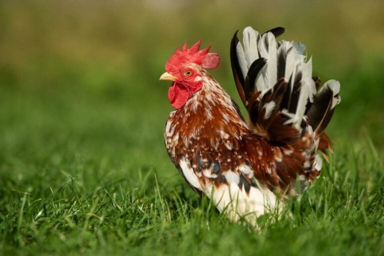 15 Fancy Chicken Breeds for Your Homestead or Backyard Flock - Outdoor ...